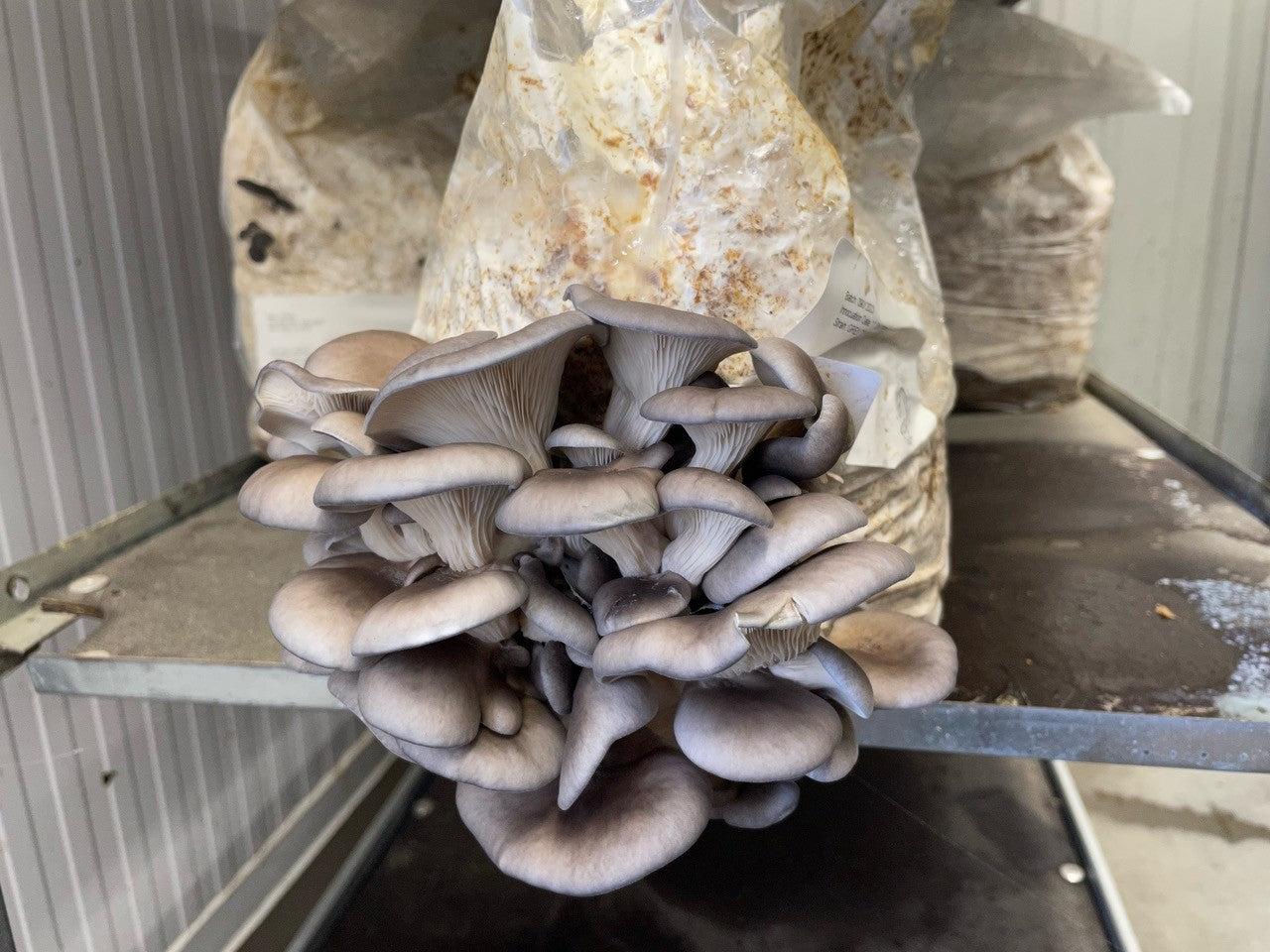 Buy Blue-Grey Oyster Mushroom Fruiting Block | Urban Farm-It – Urban ...