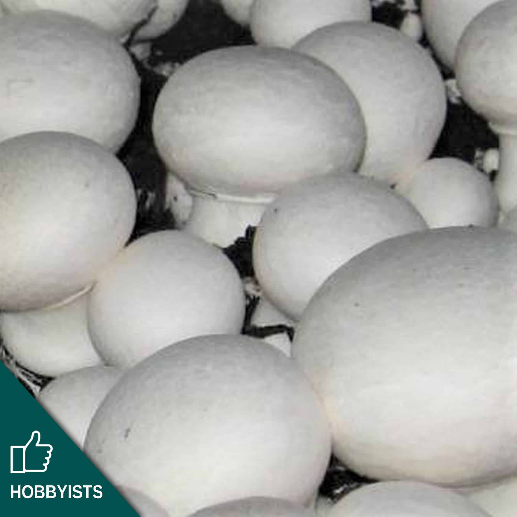 Buy M7215 Agaricus bisporus, var. bisporus - Spawn - 5L bag | Urban ...