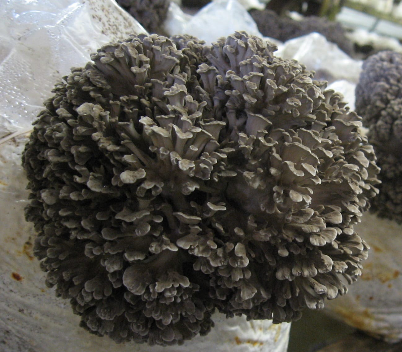 Buy M9827 Grifola frondosa - Spawn - 5L bag | Urban Farm-It – Urban ...